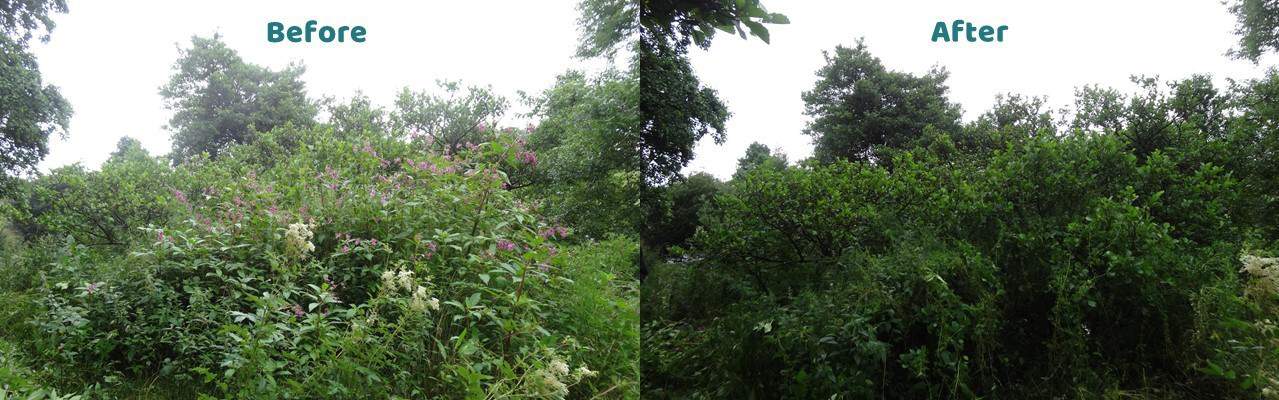Himalayan Balsam Bash - Ribble Rivers Trust