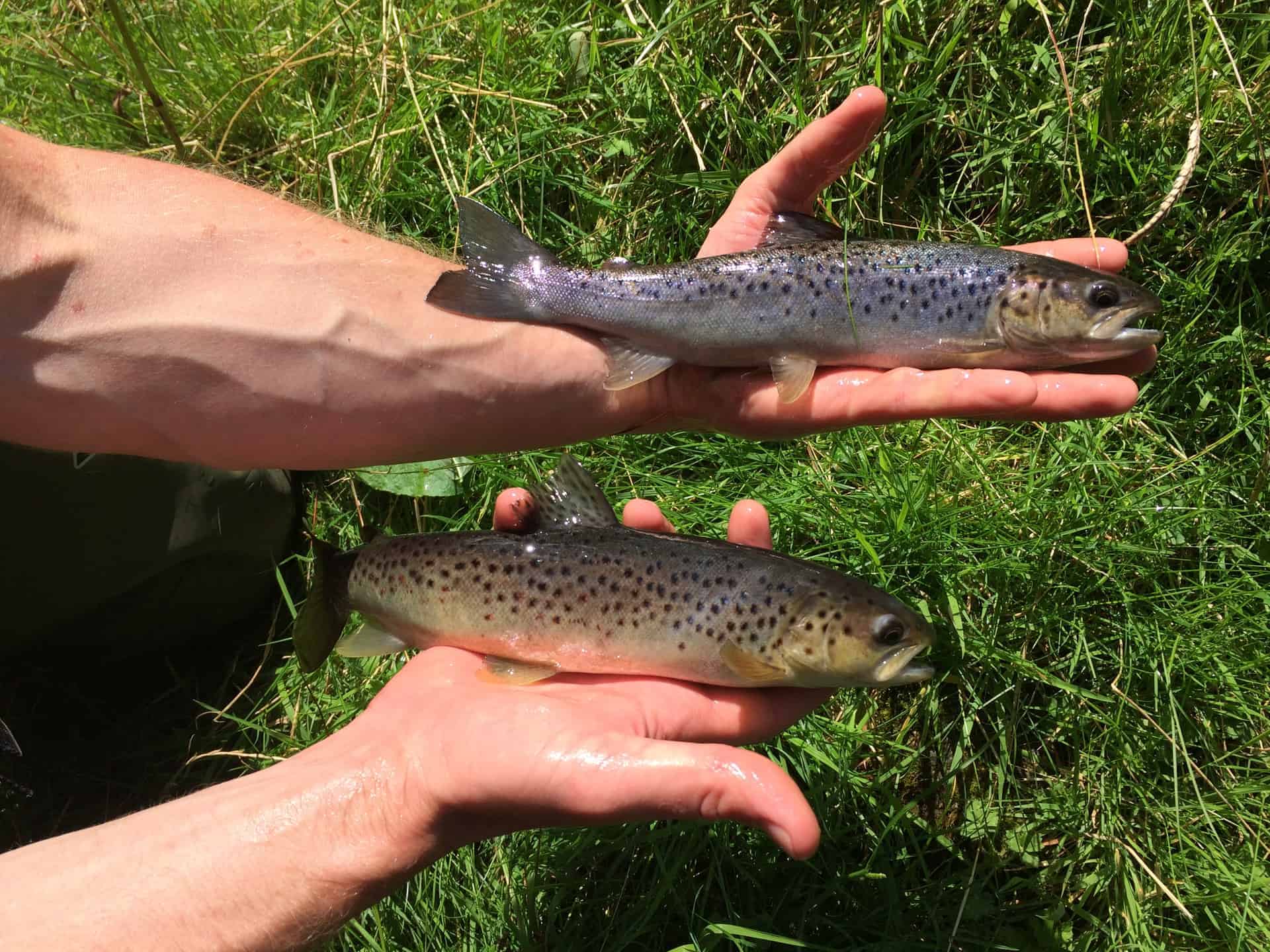 Fish Fridays - Ribble Rivers Trust