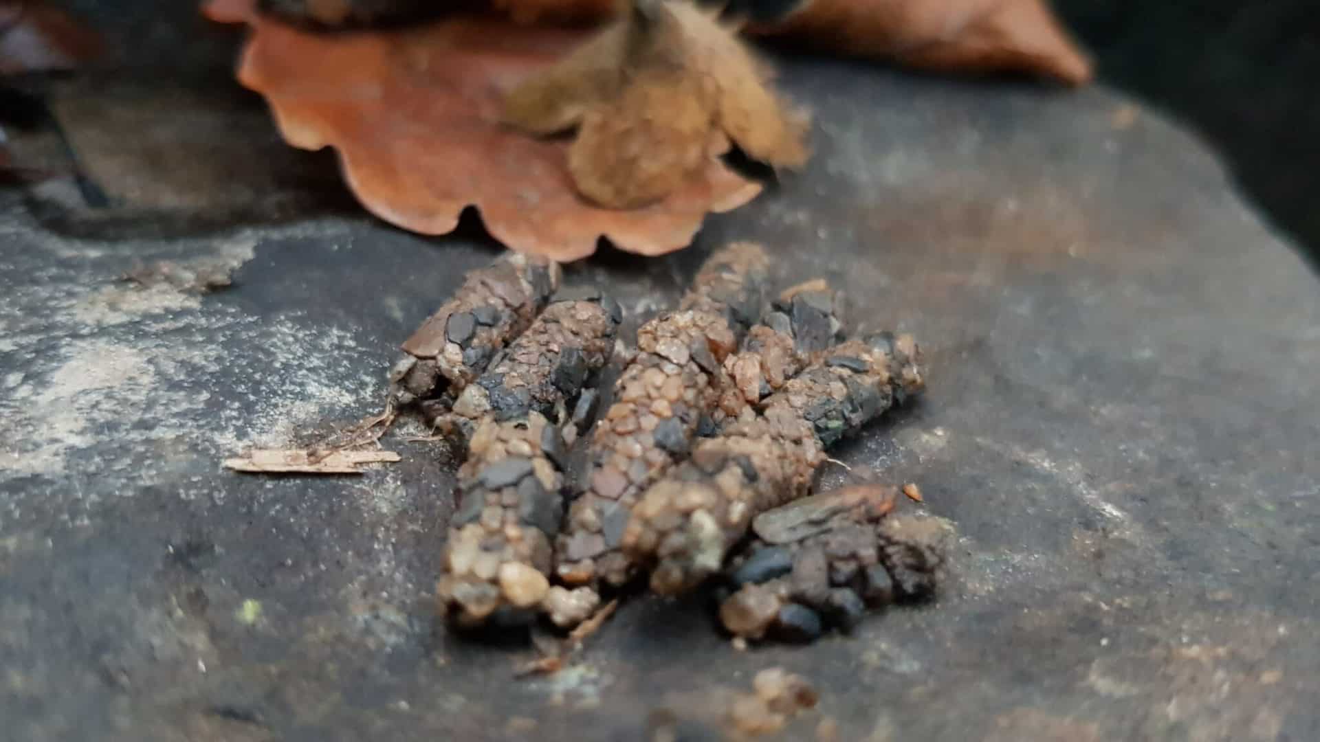 What’s in your rivers- the cased caddis - Ribble Rivers Trust