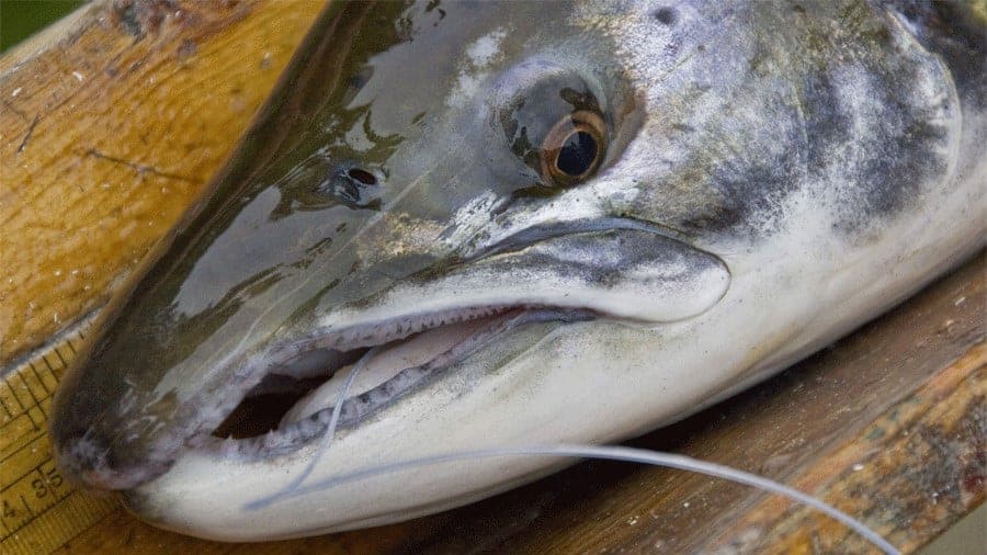The salmon run; an epic upstream journey - Ribble Rivers Trust
