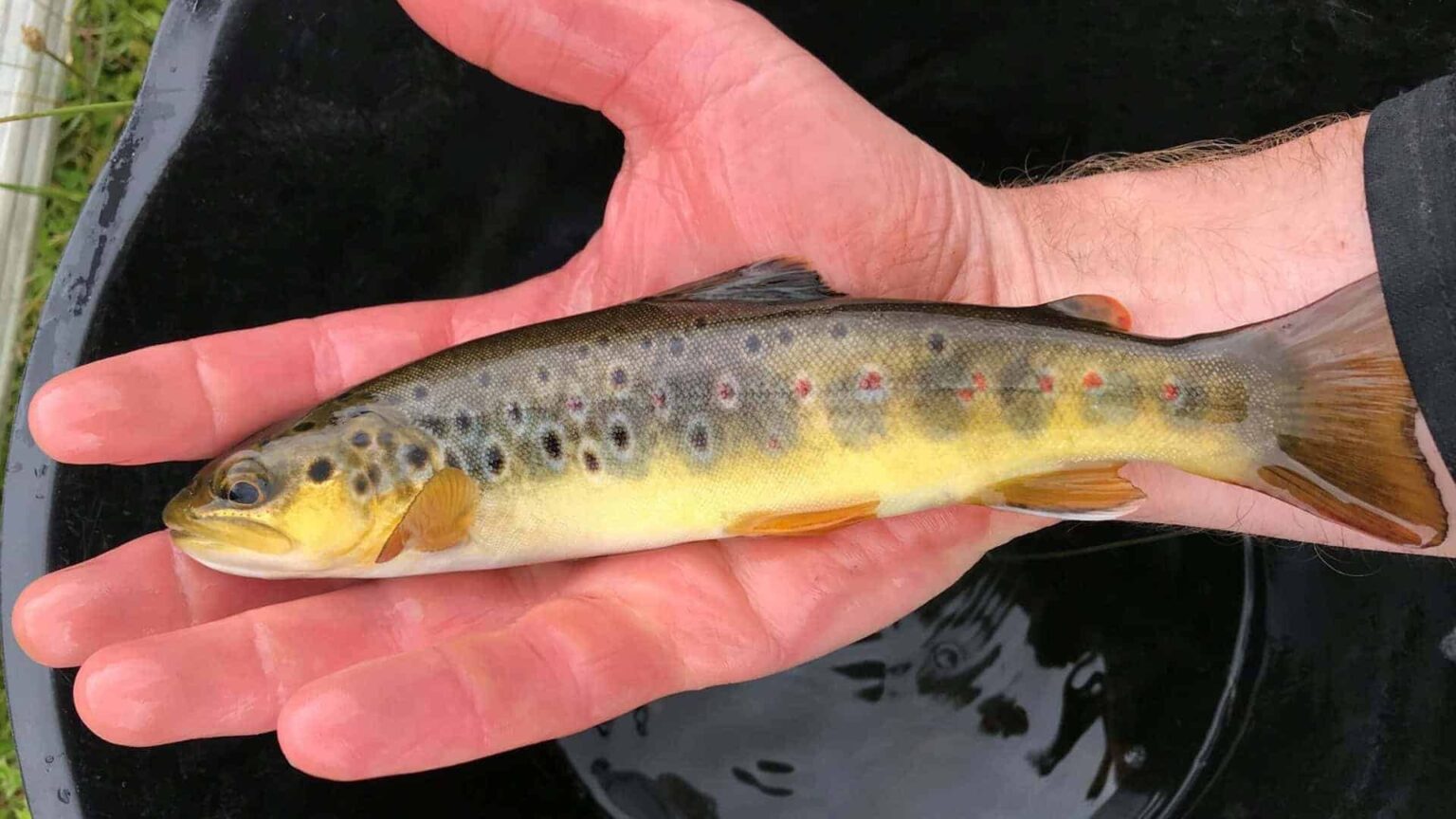 Start fishing - Ribble Rivers Trust