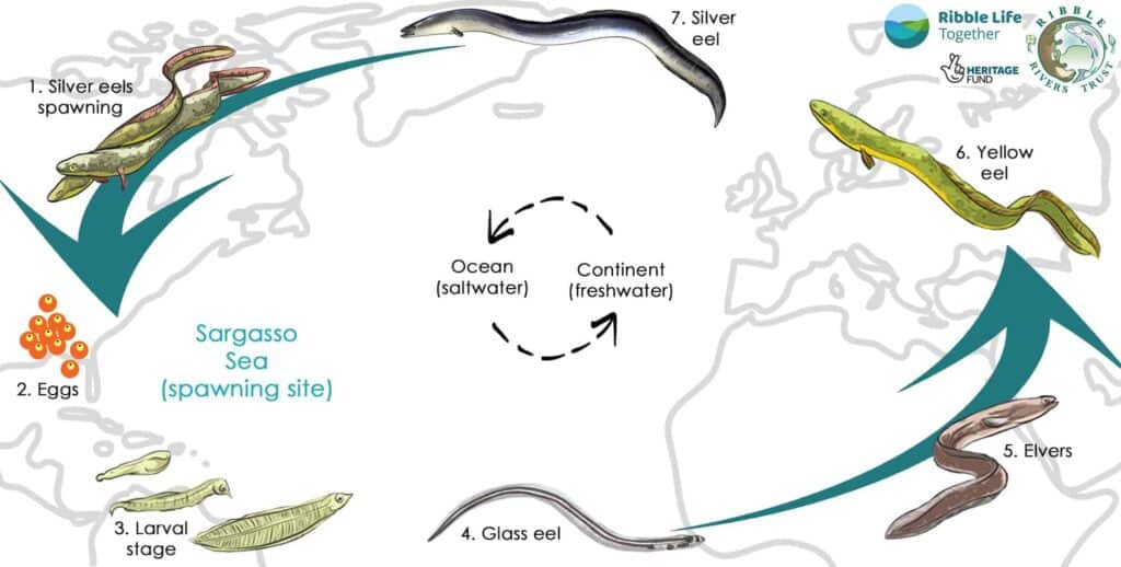 A helping hand for the Ribble’s eels - Ribble Rivers Trust