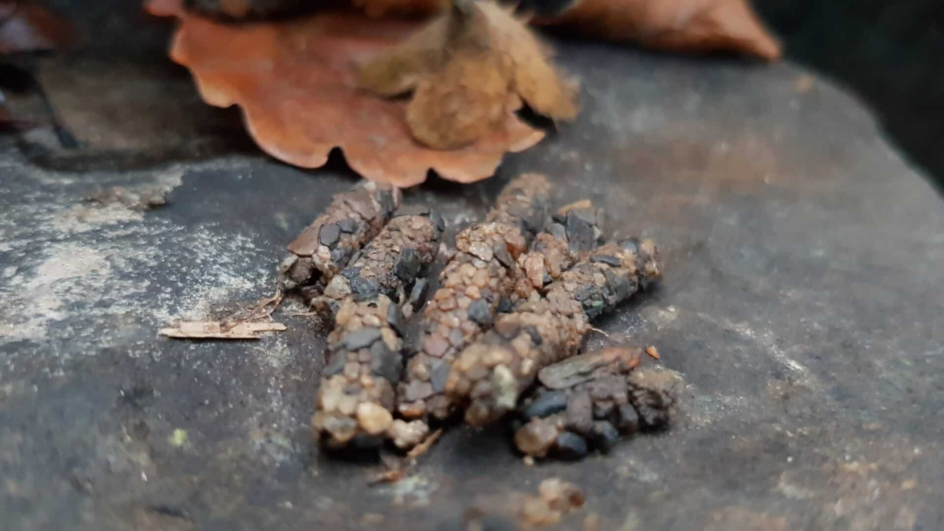 What's in your river- invertebrate monitoring - Ribble Rivers Trust