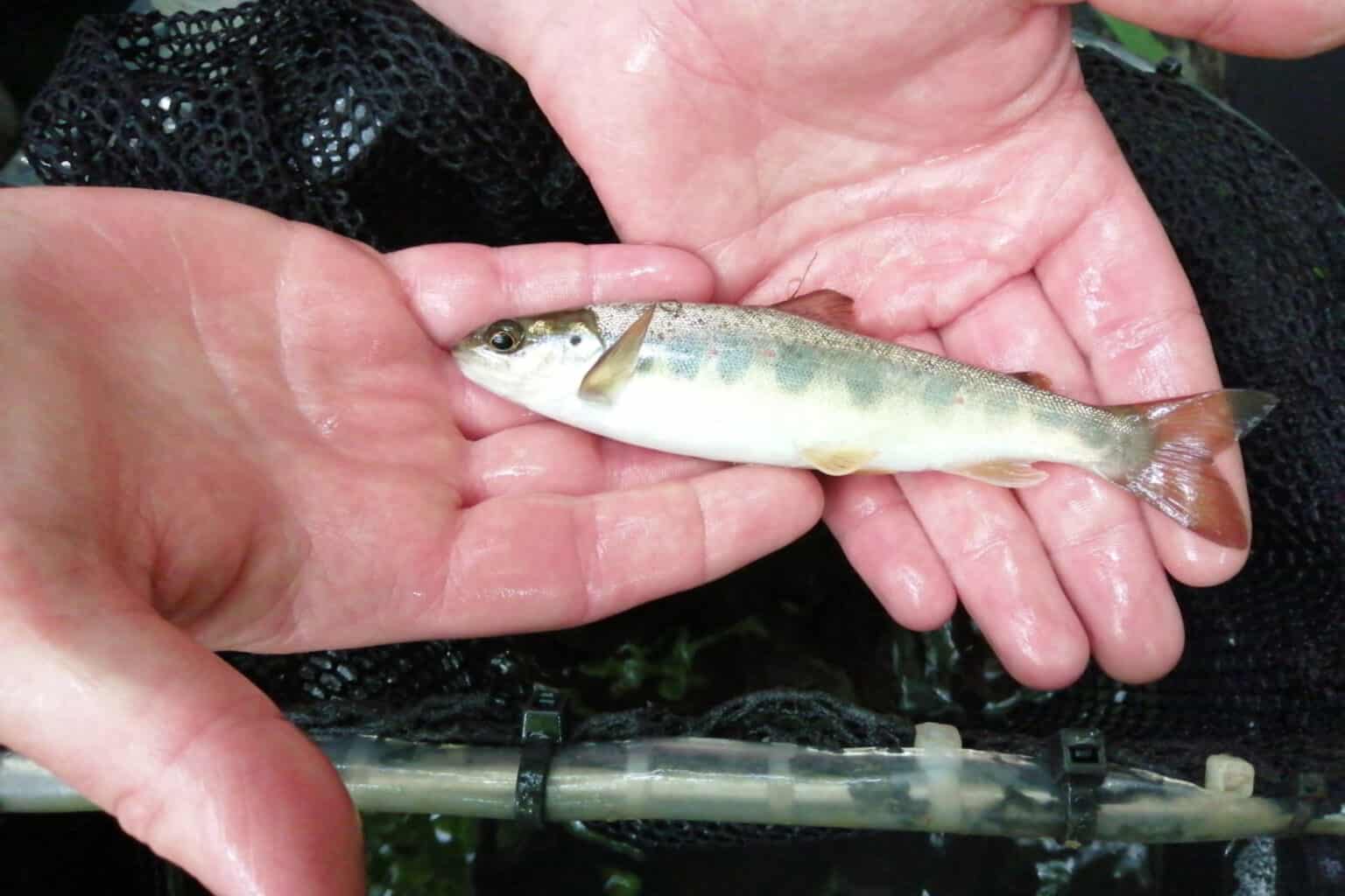 Fishing the River Ribble and it's waters - Ribble Rivers Trust