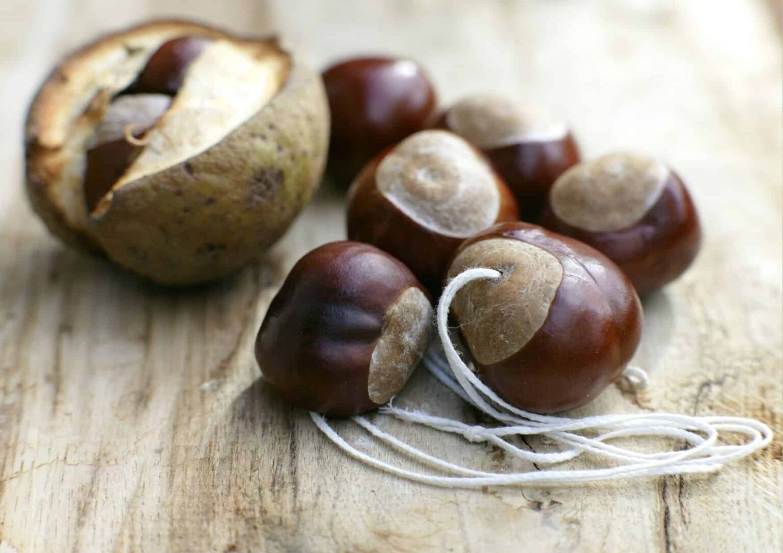 Collecting conkers and conker facts - Ribble Rivers Trust