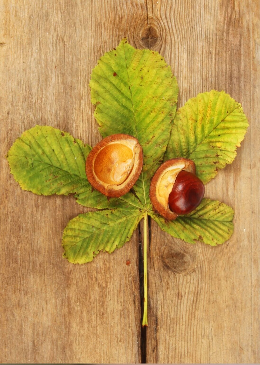 Collecting conkers and conker facts - Ribble Rivers Trust