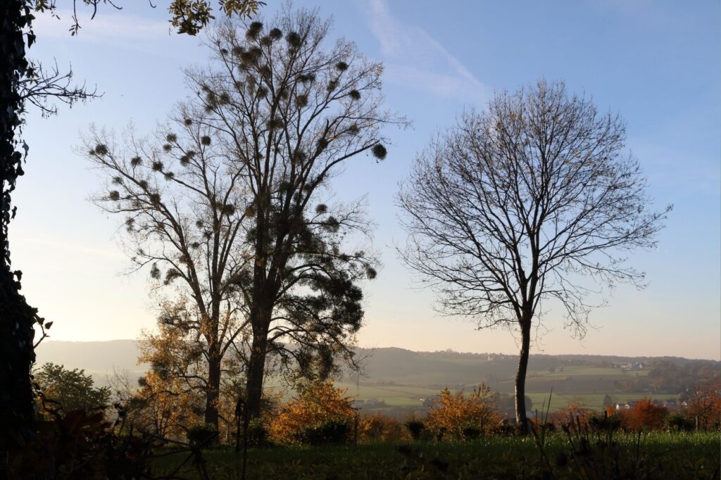What is a witches broom? - Ribble Rivers Trust