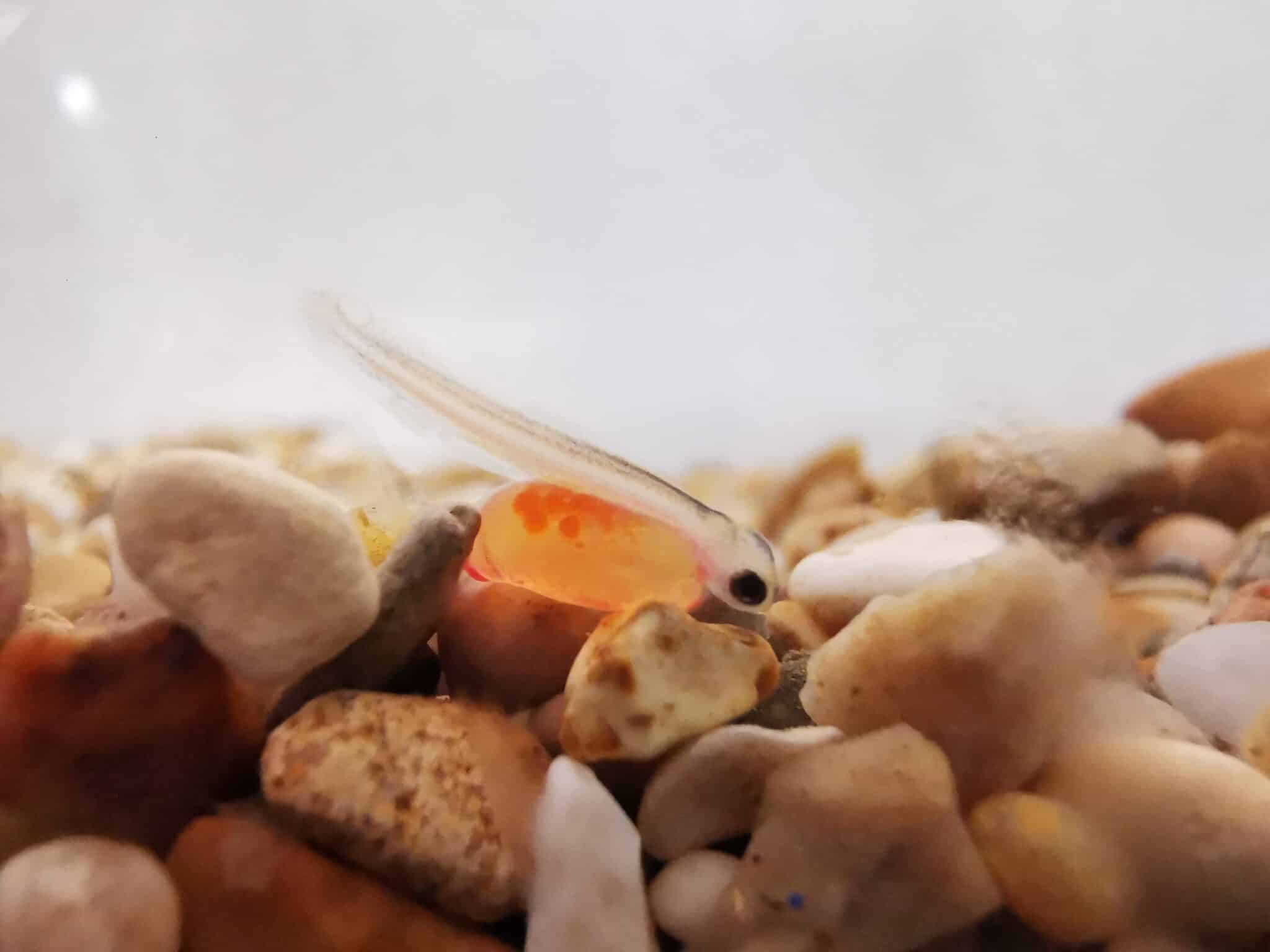 Trout in the Classroom - Ribble Rivers Trust