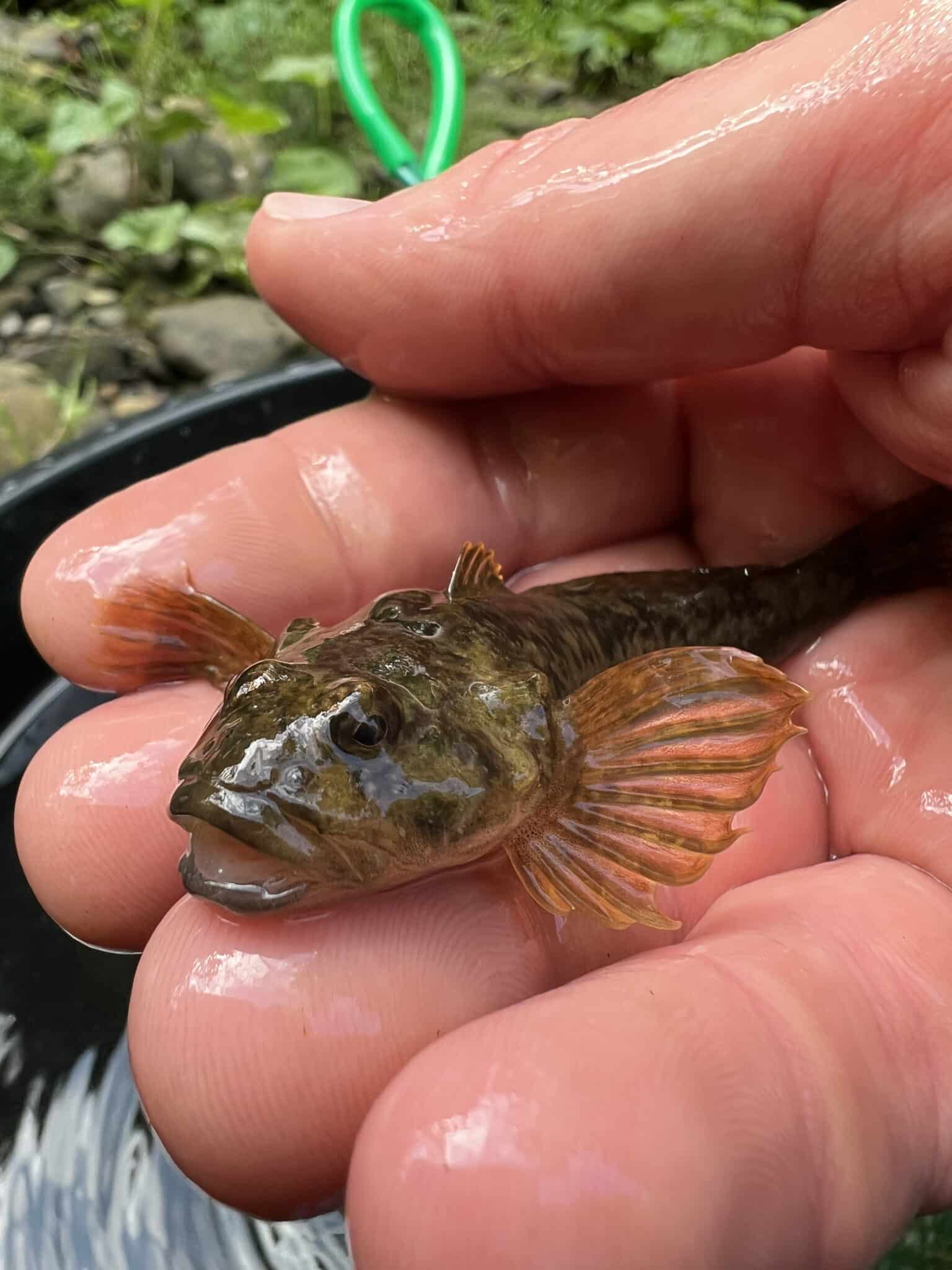 Taking action for healthy rivers - Ribble Rivers Trust