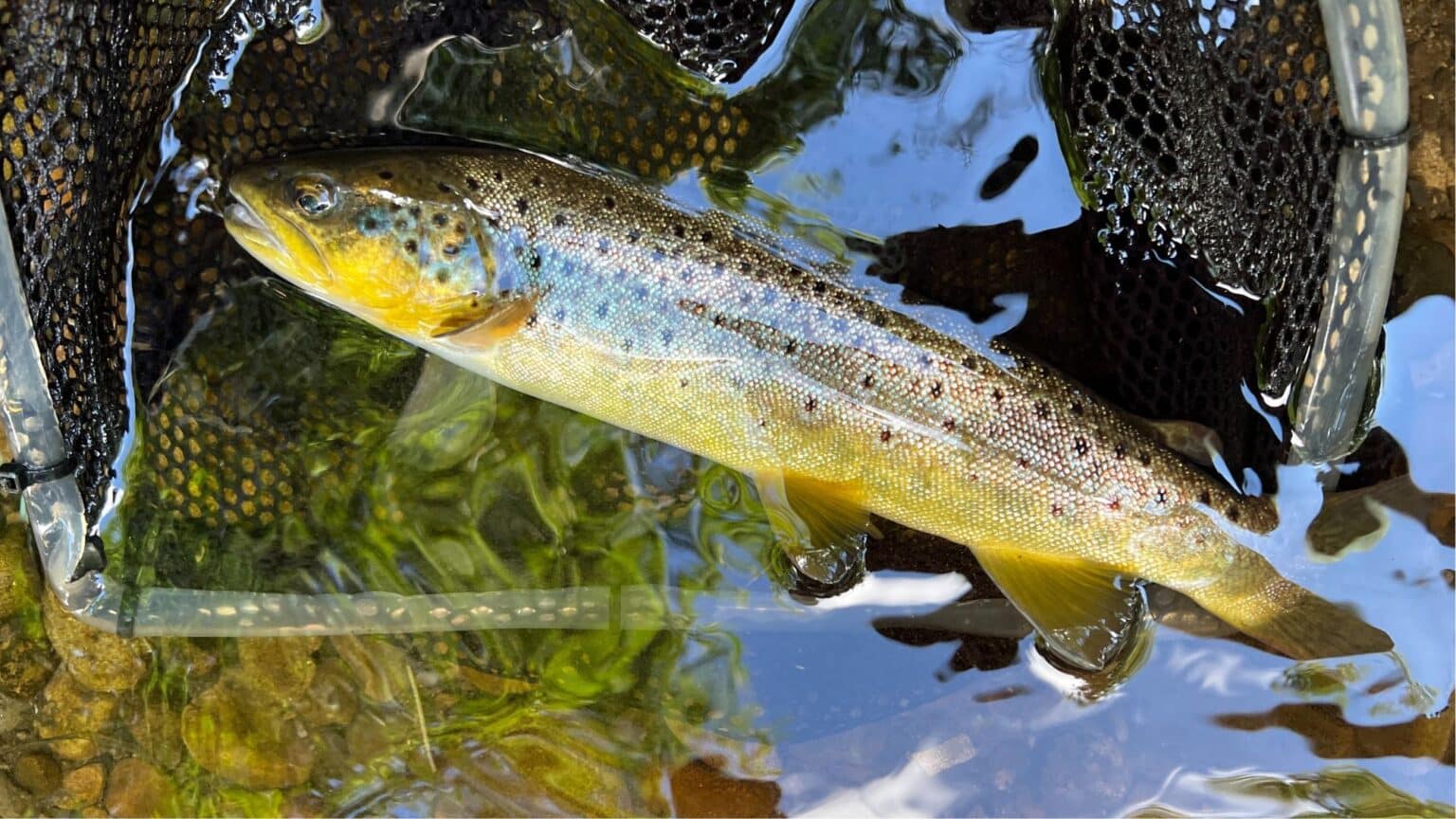 Submit a catch return - Ribble Rivers Trust
