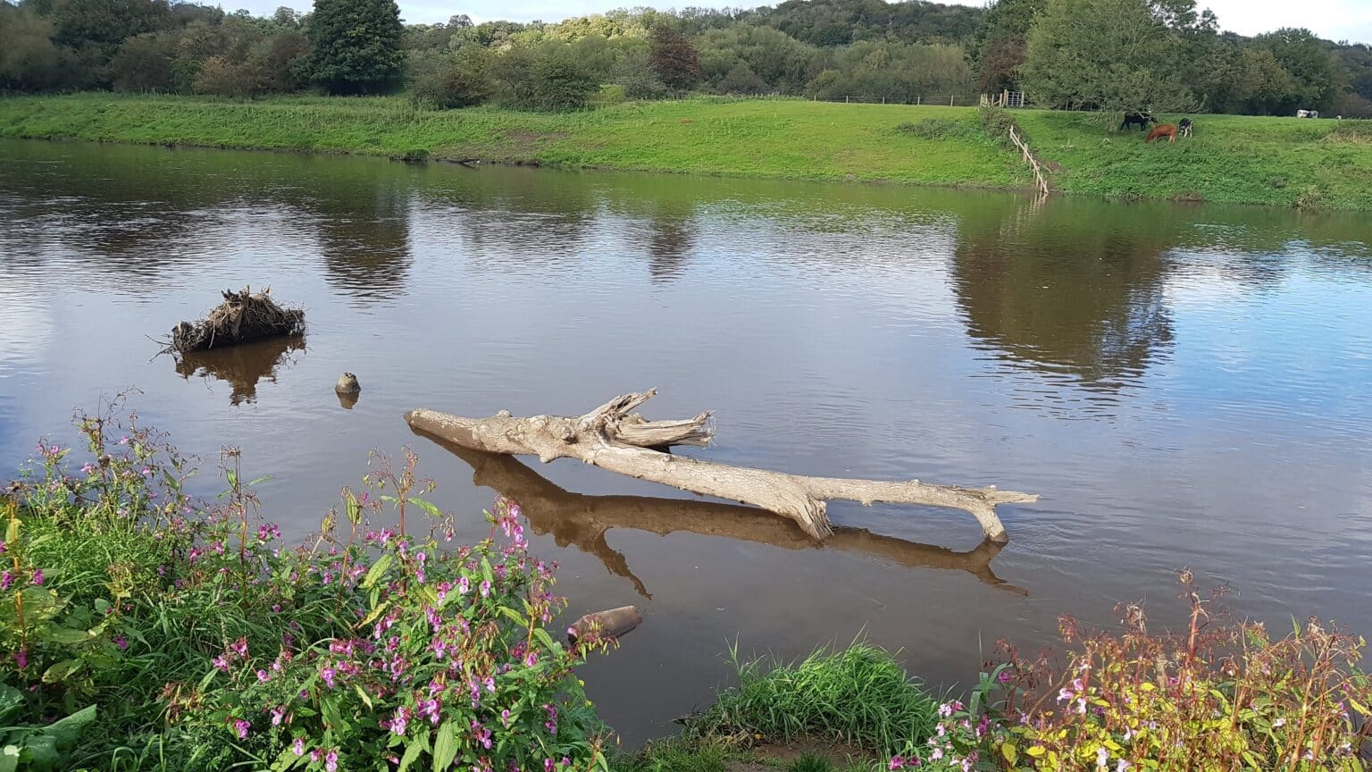 Samlesbury Weir Removal - Ribble Rivers Trust