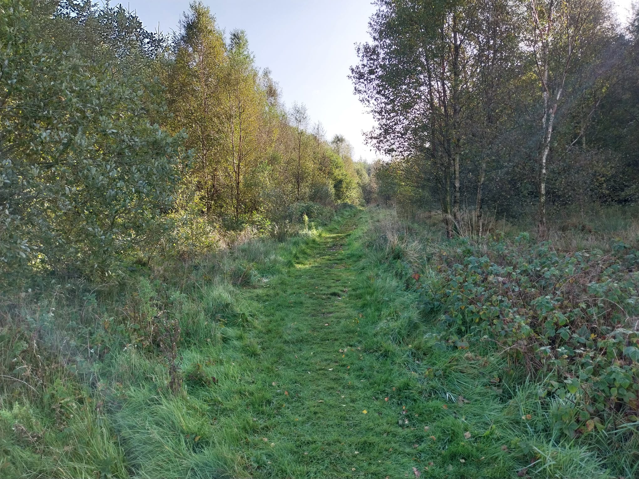 Hasgill Beck Brash Bundling - Ribble Rivers Trust
