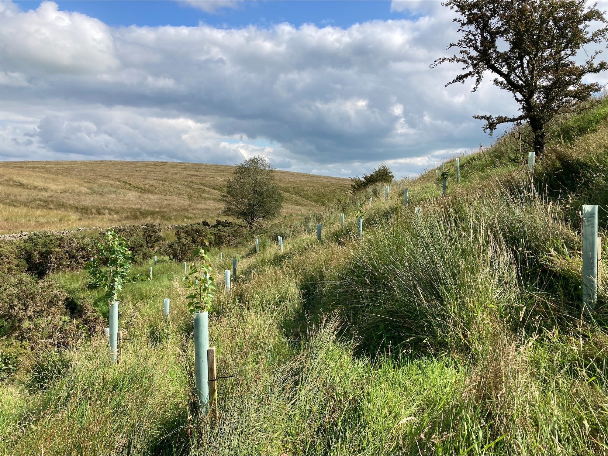 What is Natural Flood Management (NFM)? - Ribble Rivers Trust