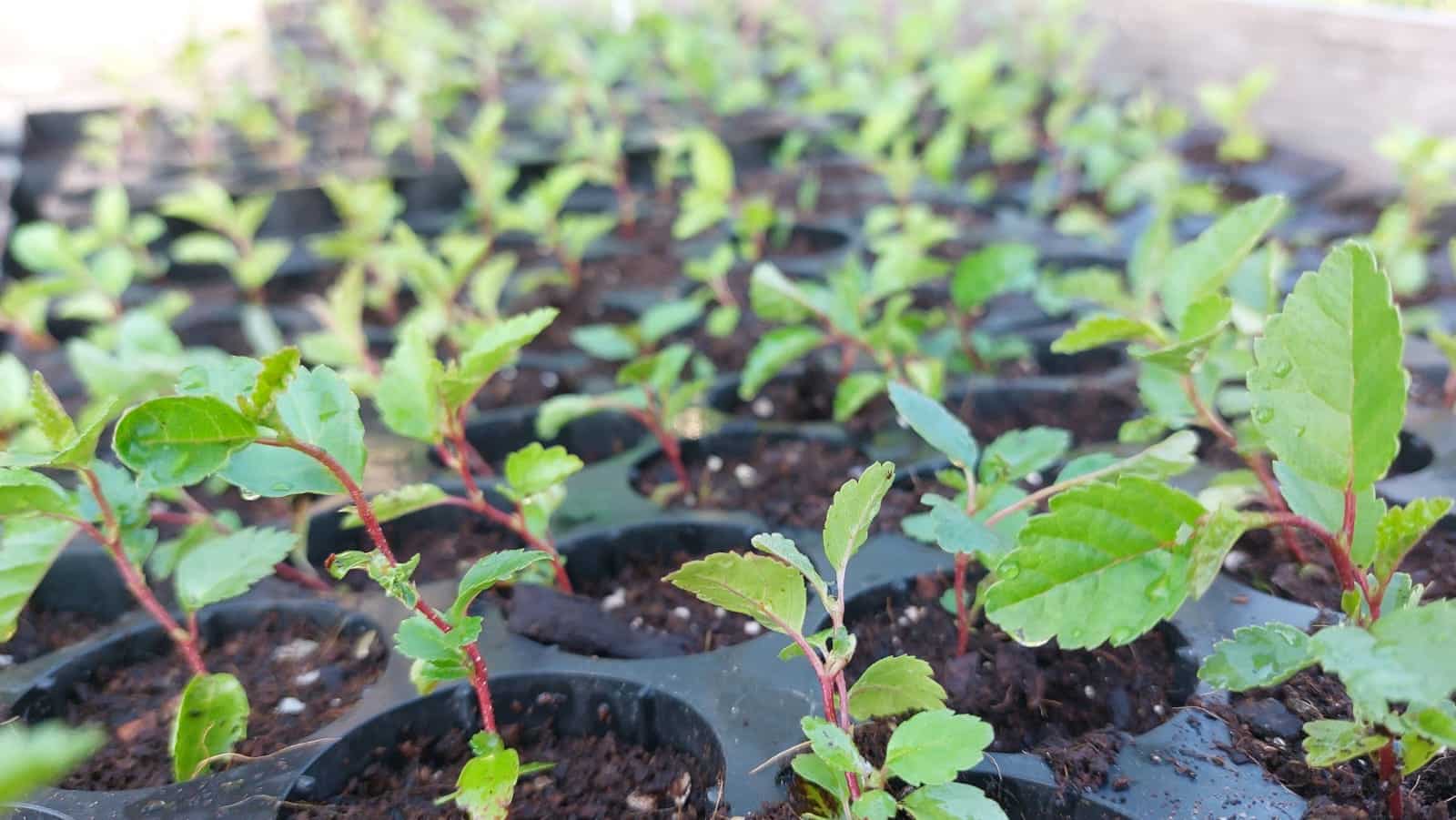 Growing Lancashire's Future: Tree Nurseries Promise New Trees For ...