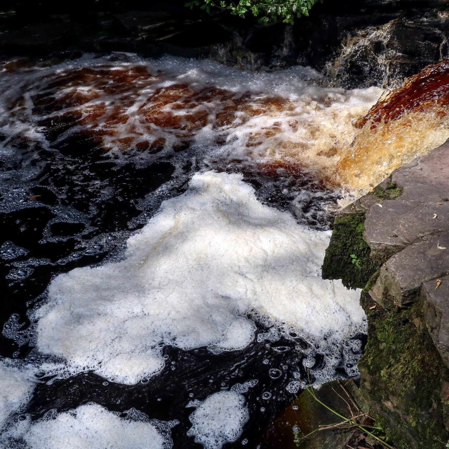 The secret world of rivers: what do healthy rivers look like? - Ribble ...