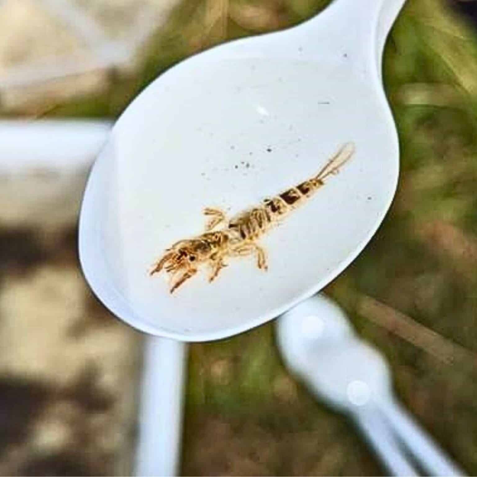 The secret world of rivers: what do healthy rivers look like? - Ribble ...