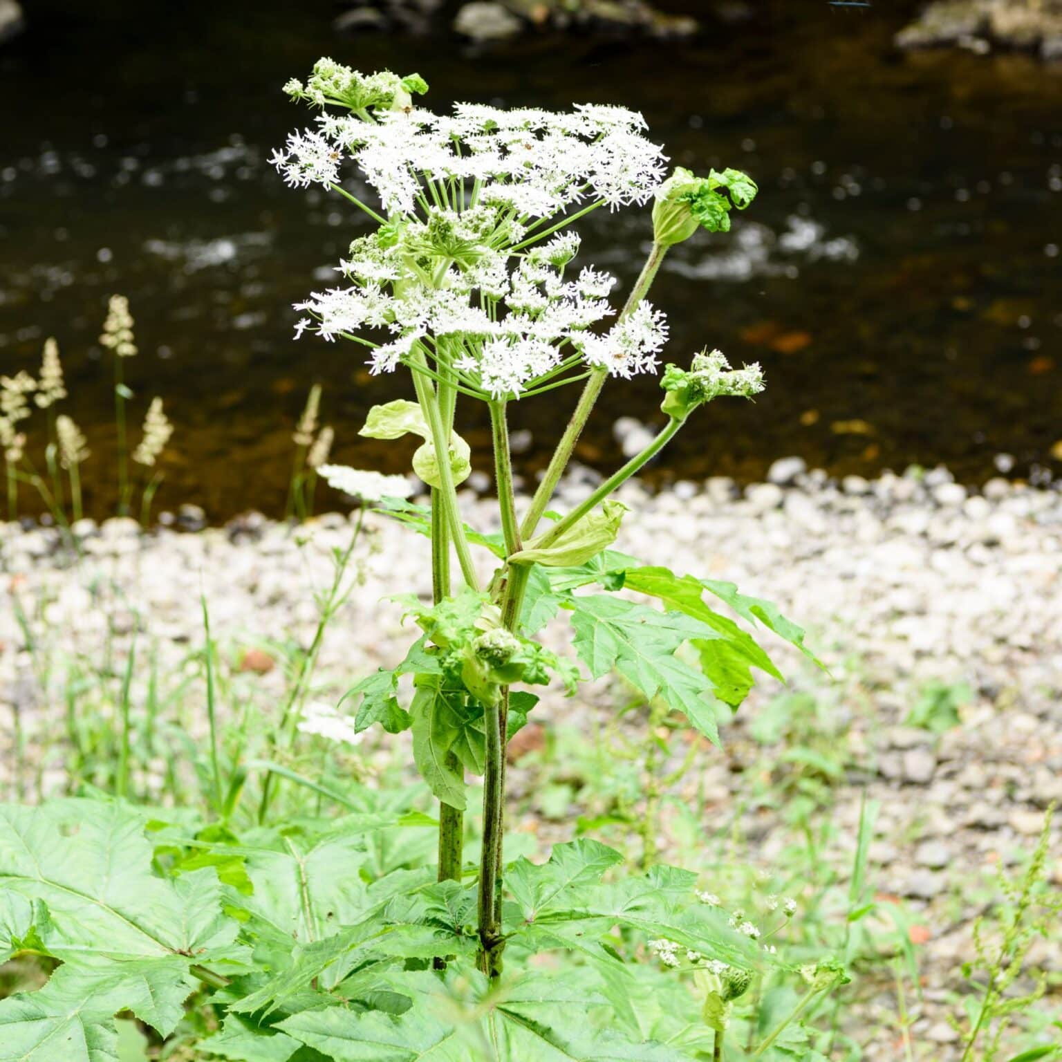 Ribble Catchment INNS - Ribble Rivers Trust
