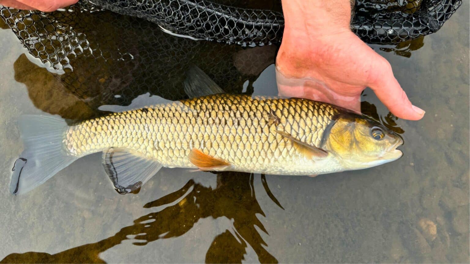 Ribble Rivers Trust - Working Together to Improve Our Rivers