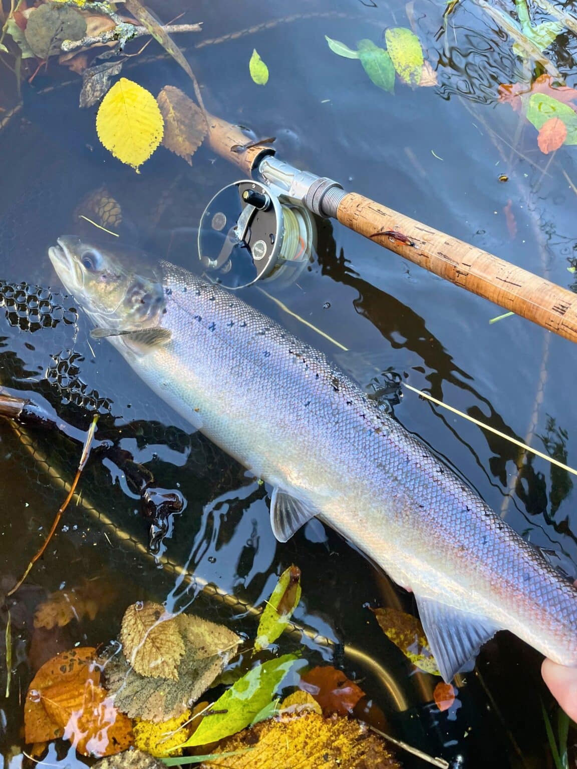The Ribble Salmon Run; an Epic Upstream Journey - Ribble Rivers Trust
